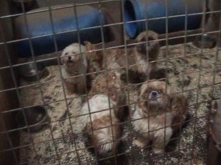 Petition · Object to the licencing of the proposed puppy farm in ...