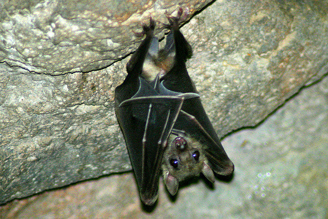 Petition · List bats as endangered species: Tell the Pennsylvania Game ...