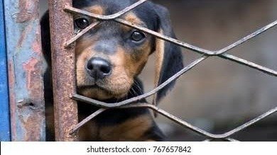 Petition · "STOP ABUSING ANIMALS" - Philippines · Change.org