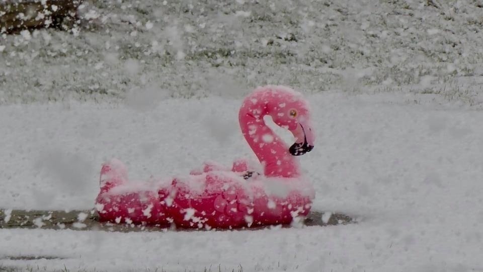 Petition · Save the Flamingo - United Kingdom · Change.org