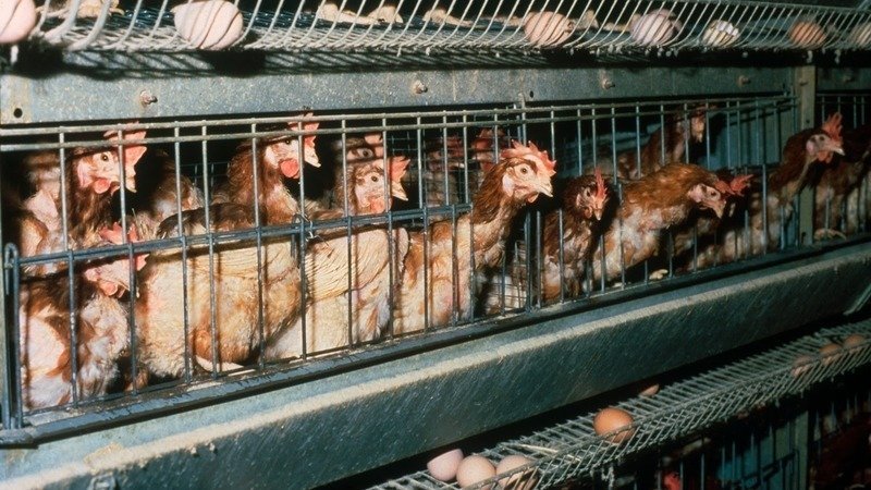 Petition · Little Rhody Farms: Go Cage-Free! · Change.org