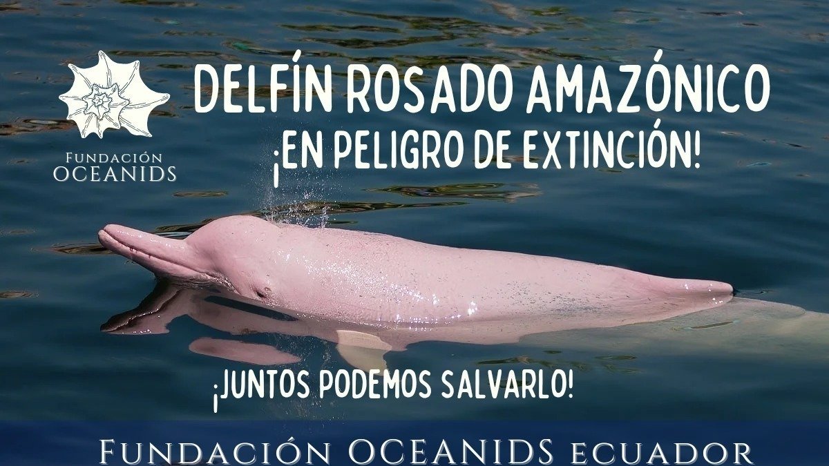 Petición · Proyecto contingente "Salvemos al Delfín Rosado Amazónico ...