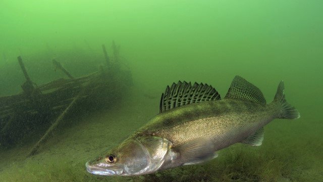 Petition · Save the ZANDER in the UK. - United Kingdom · Change.org