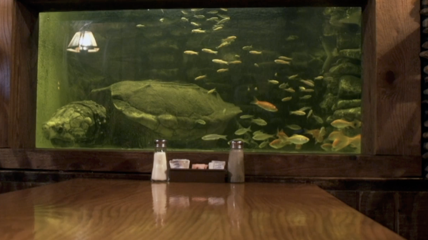 Petition · Free the Loggerhead Turtles at the Finn Inn Grafton IL ...