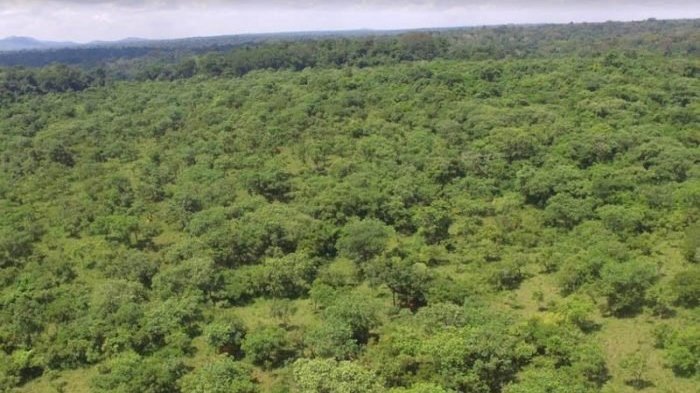 Petition · Save Bugoma Central Forest Reserve in Uganda - Uganda ...