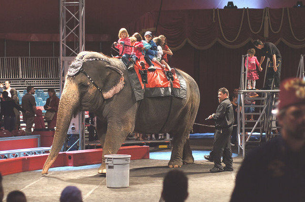 Petition · Evolve: Ban Circus Performances Using Animals - Canada ...