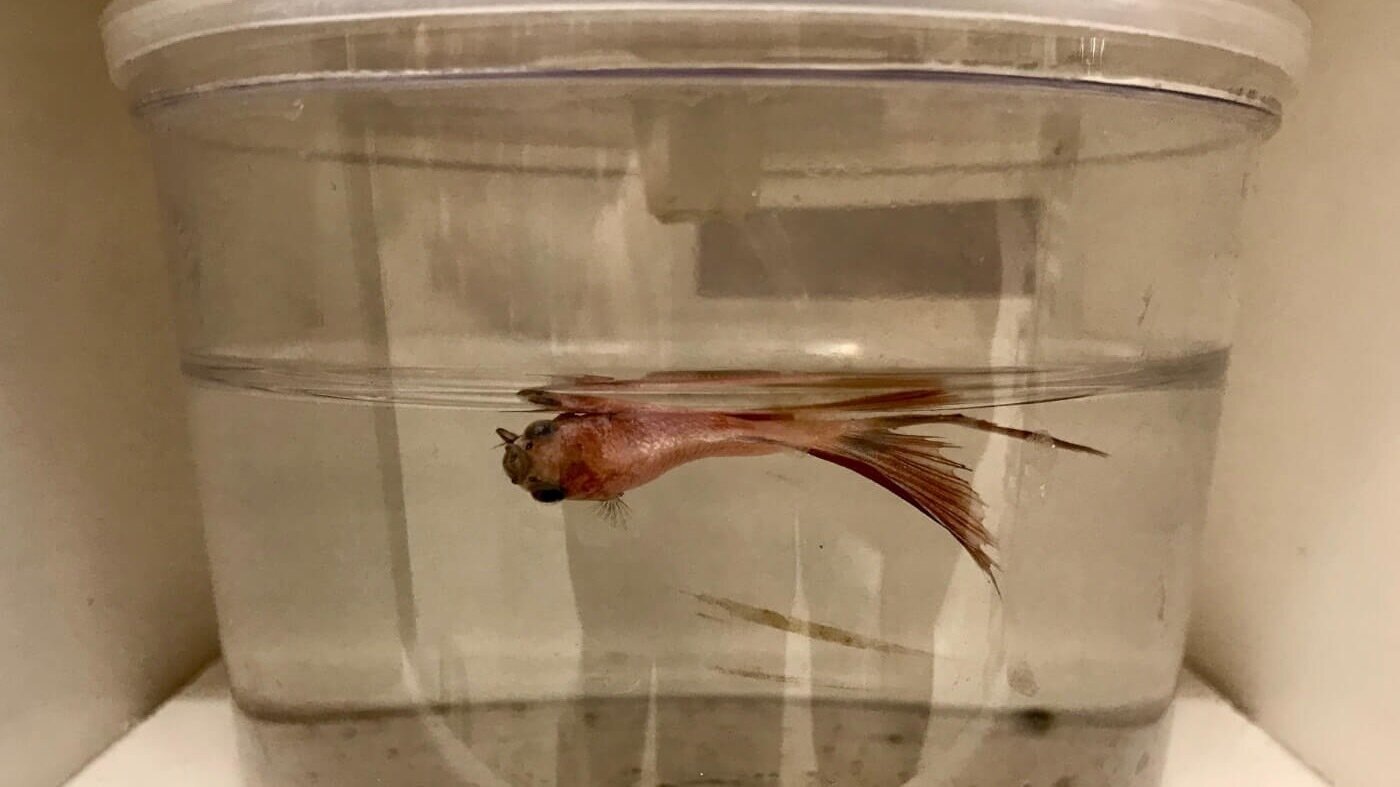 Petition · Prohibit the Sale of Betta Fish in Small Cups - United ...