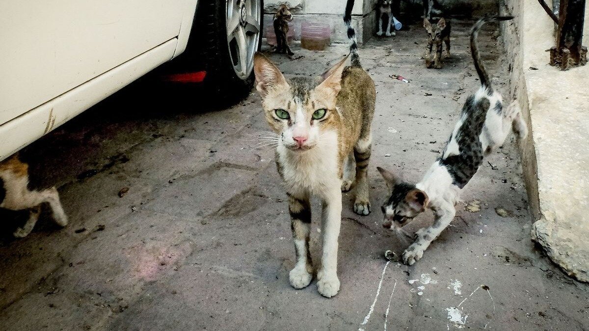 Petition · End Animal Cruelty Now - Philippines · Change.org