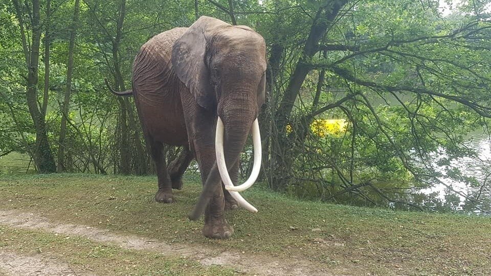 Pétition · L'Agonie de Baby l'éléphante au zoo mouroir du Belvédère en ...