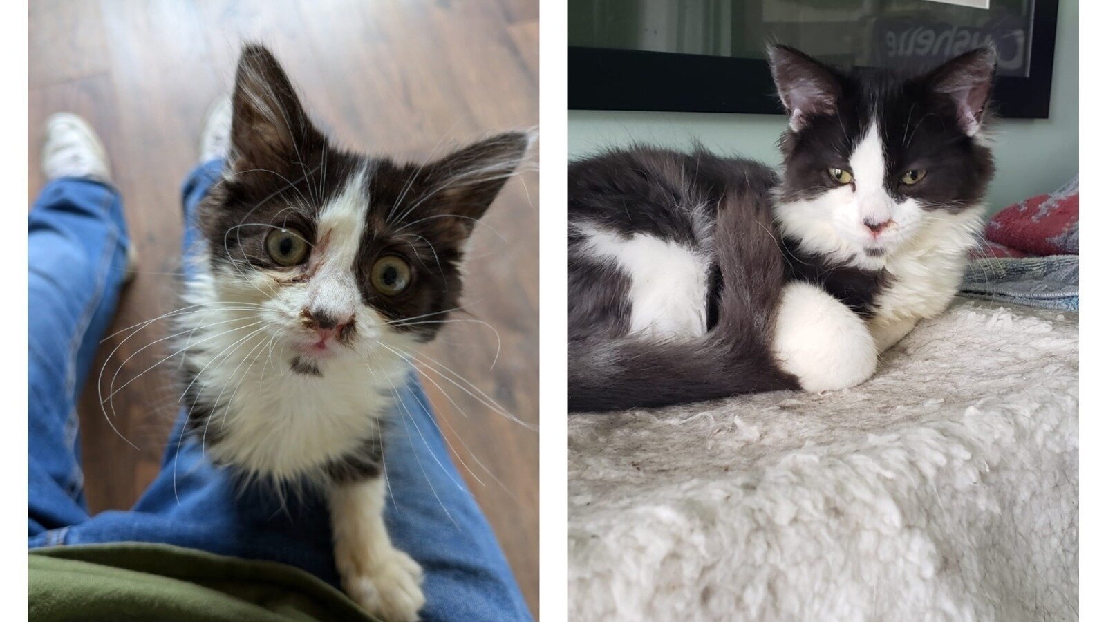 Petition · Require Mandatory Licensing for All Animal Rescues - United ...