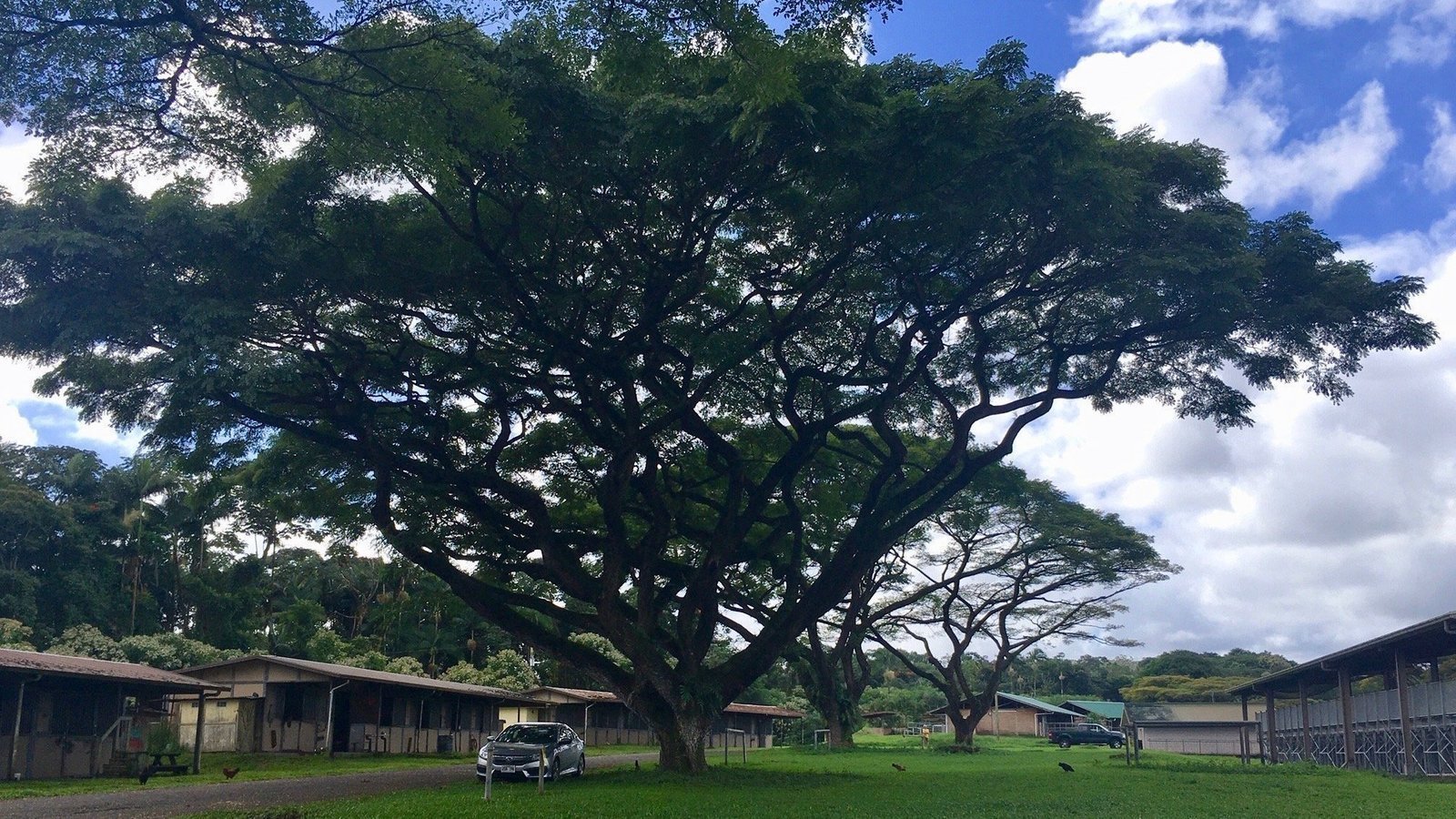 Petition · Save the trees at Pana'ewa Equestrian Center! - Hilo, United ...