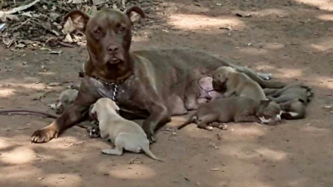 Petition · Help save York County SC dogs and cats! End the ...