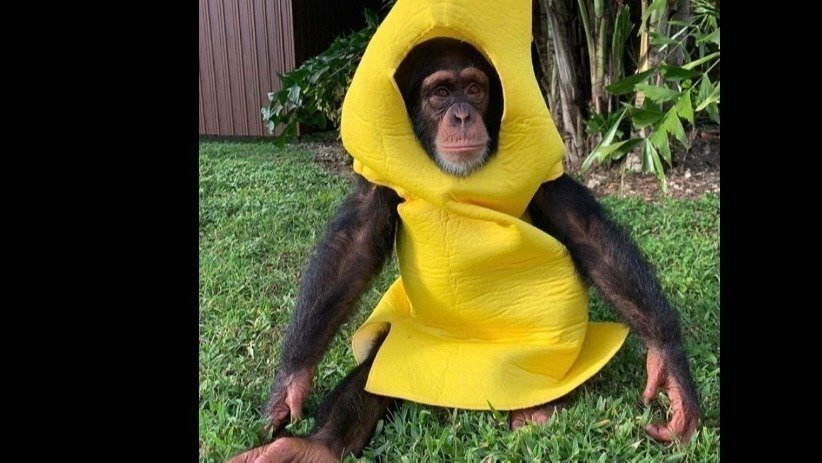 Petition · SAVE BANANA SUIT MONKEY WE NEED HIM - United States · Change.org