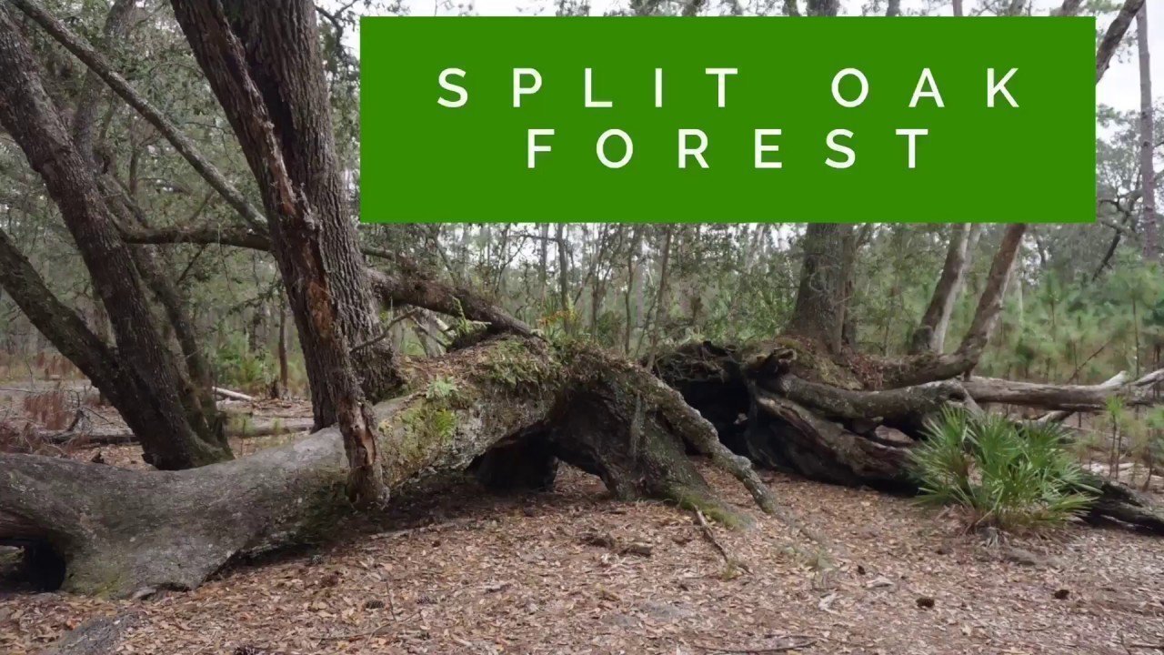 Petition · STOP TOLL ROAD IN SPLIT OAK FOREST - United States · Change.org