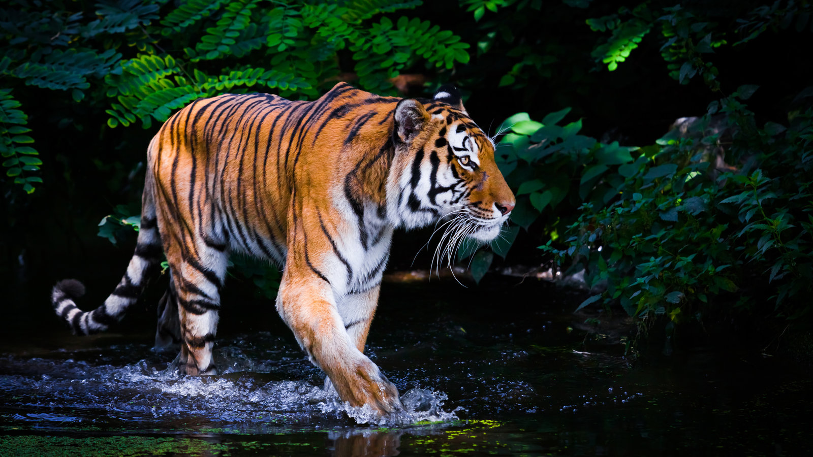 Petition · Help Save Tigers - India · Change.org