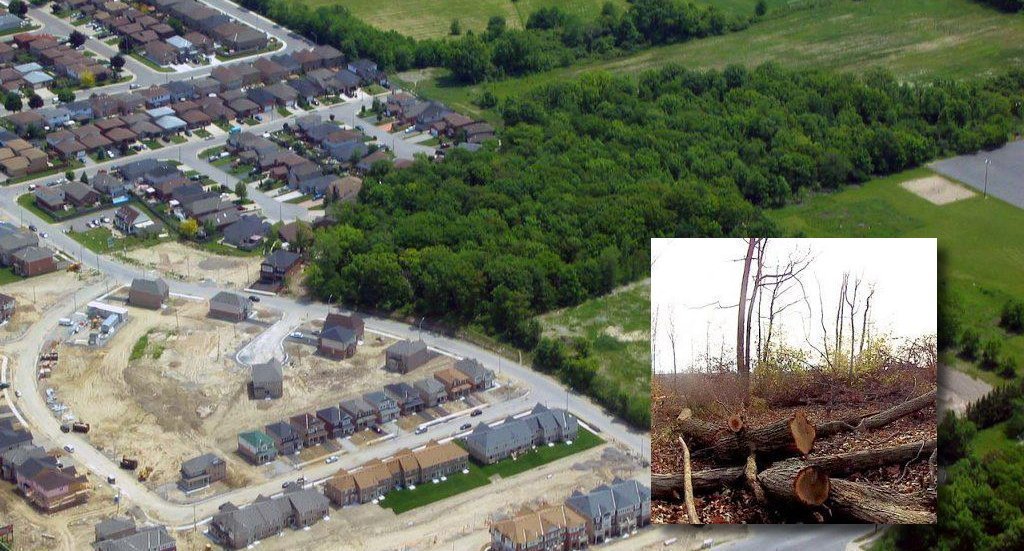 Petition · Protect Hamilton Ontario's Urban Forests - Canada · Change.org