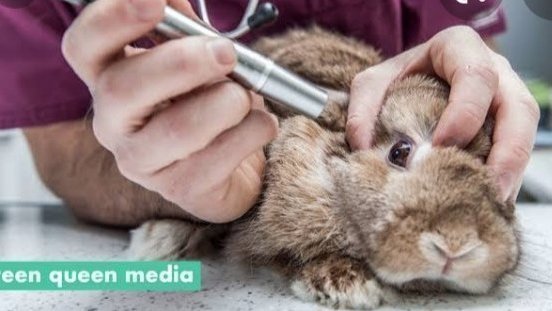 Petition · Stop Animal Testing!!! - New Zealand · Change.org