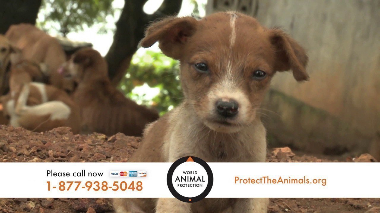 Petition · Stop pet neglection and abandonment! - Australia · Change.org