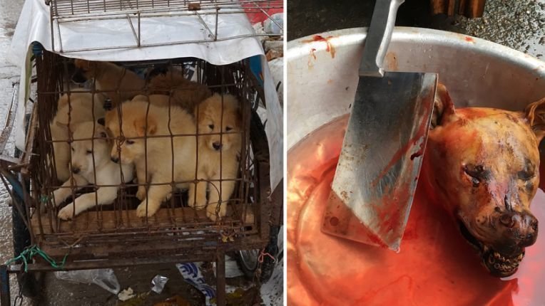 Petition · Save dogs from pain and suffering! - India · Change.org