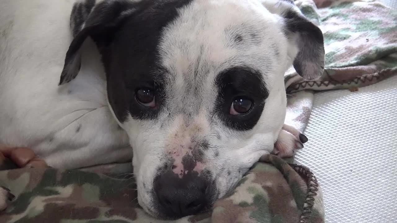 Petition update · CODE RED!! NEEDS OUT BY MONDAY or will be PTS!! GREAT ...