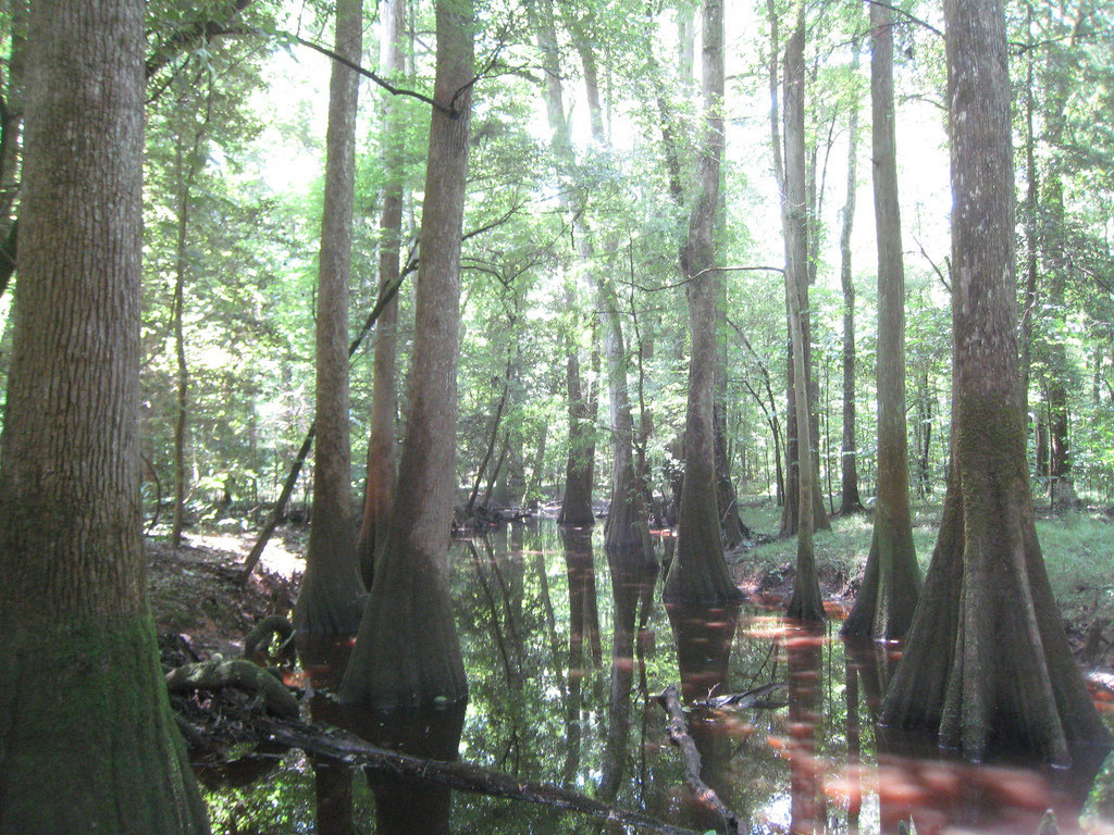 Petition · Stop the Destruction of Our Southeastern Forests for Fuel ...