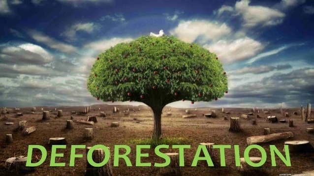 Petition update · Deforestation · Change.org · Change.org
