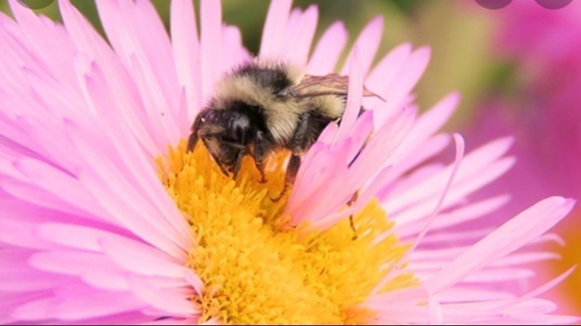 Petition · No Mow Spring/Summer Reigate Council - United Kingdom ...