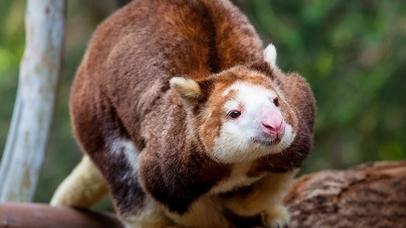 Petition · Save the Tree Kangaroos · Change.org