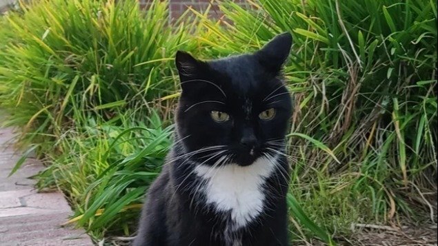 Petition · Commemorate Powell Cat with statue in front of Powell ...