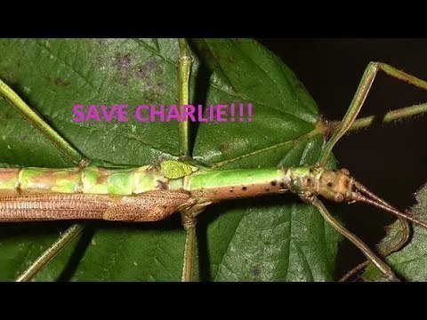Petition · Save Charlie the Stick Insect - United Kingdom · Change.org