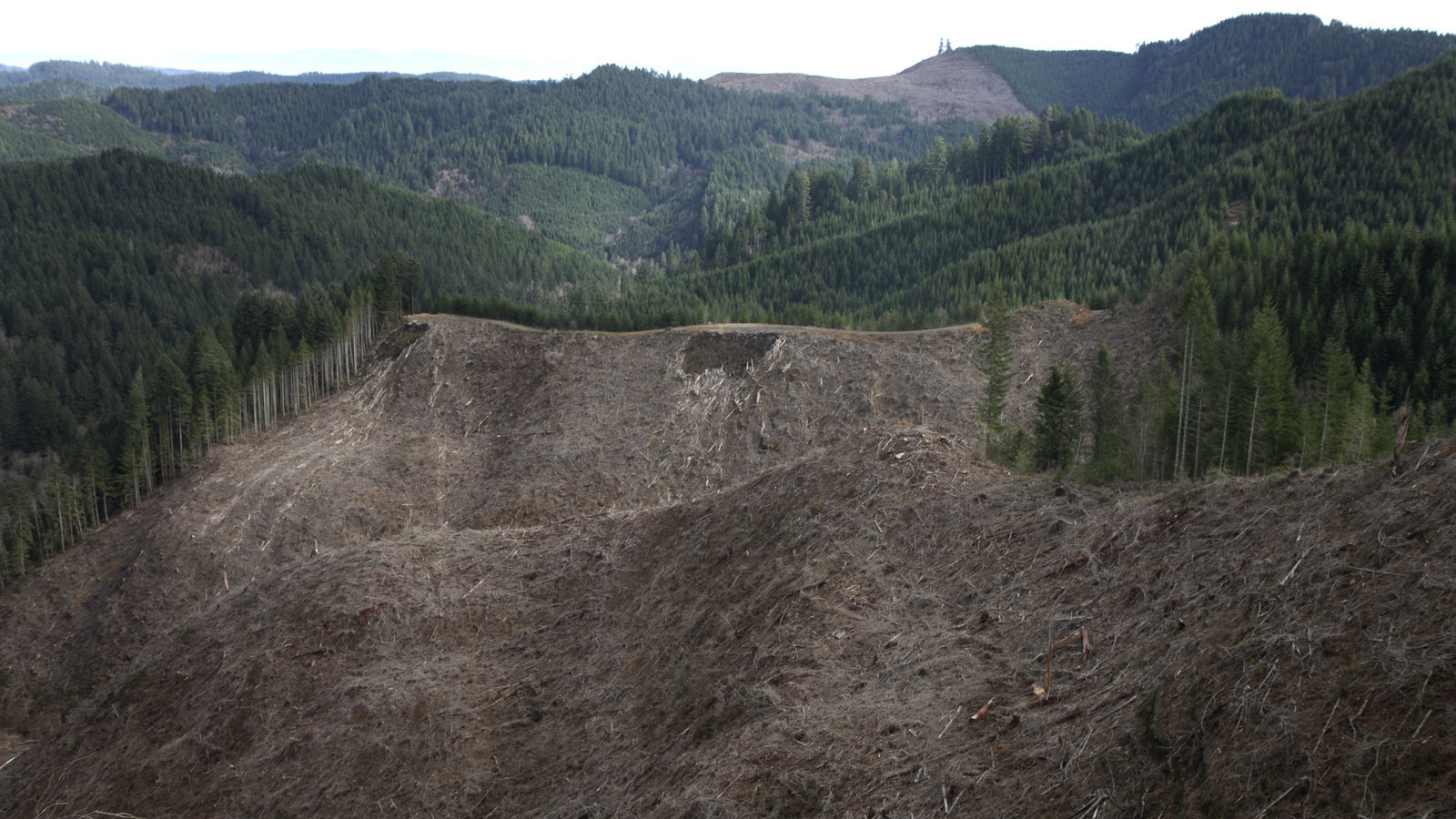 Petition · Reducing the Amount of Trees Harvested in Oregon Forests ...