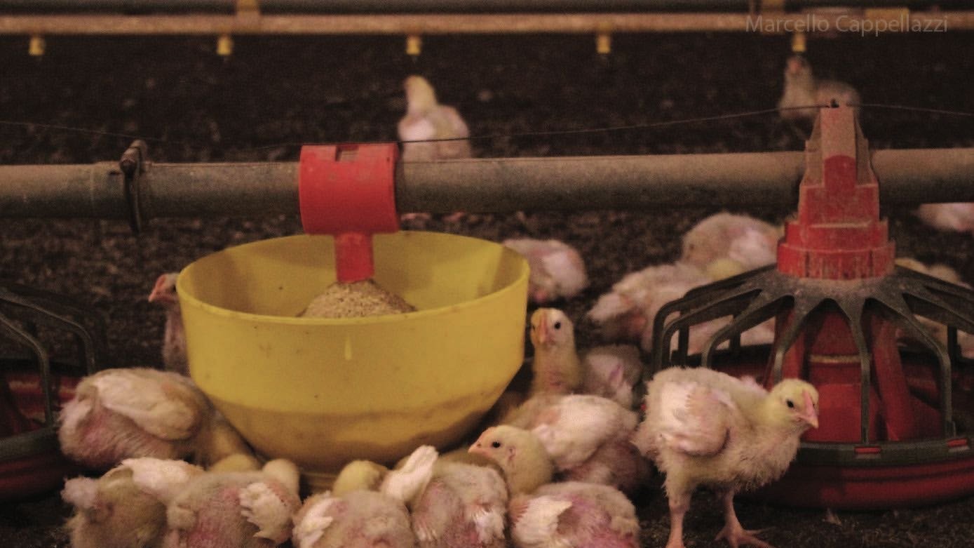 Petition · USDA: Stop Exploiting Animals and Farmers - United States ...