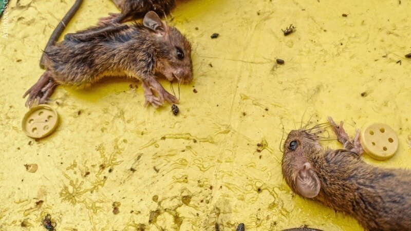 Petition · Ban glue traps for rats - India · Change.org