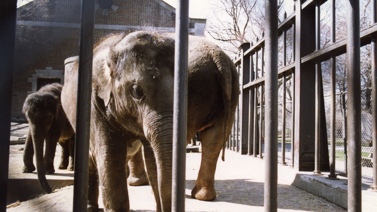 Petition · Stop Elephant Captivity In Laos - Australia · Change.org