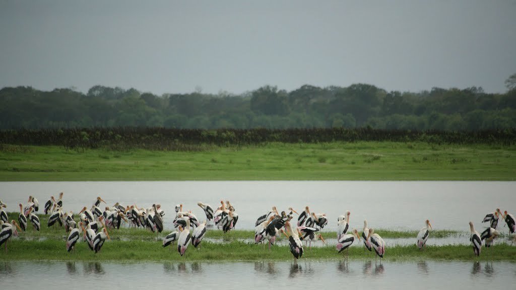 Petition · Protect The Greater Mahaweli Flood Plain Ecosystem Through ...