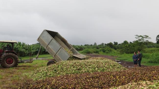 Petition · How do you feel about the amount of bananas wasted ...