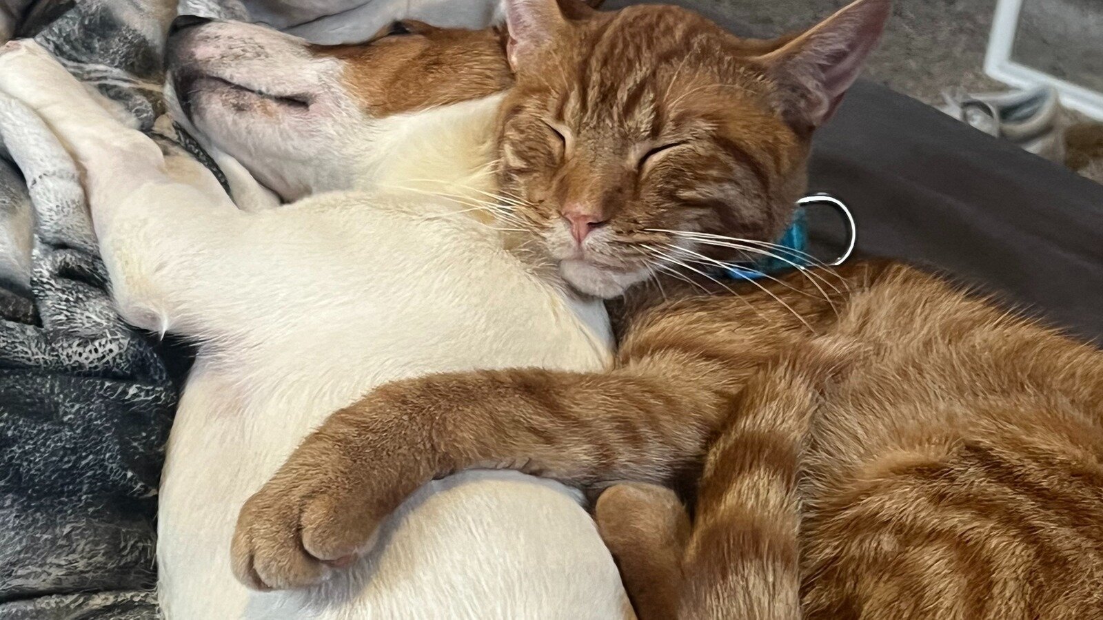 Petition · Install a Stop Sign at West Main and North Ernest Streets ...