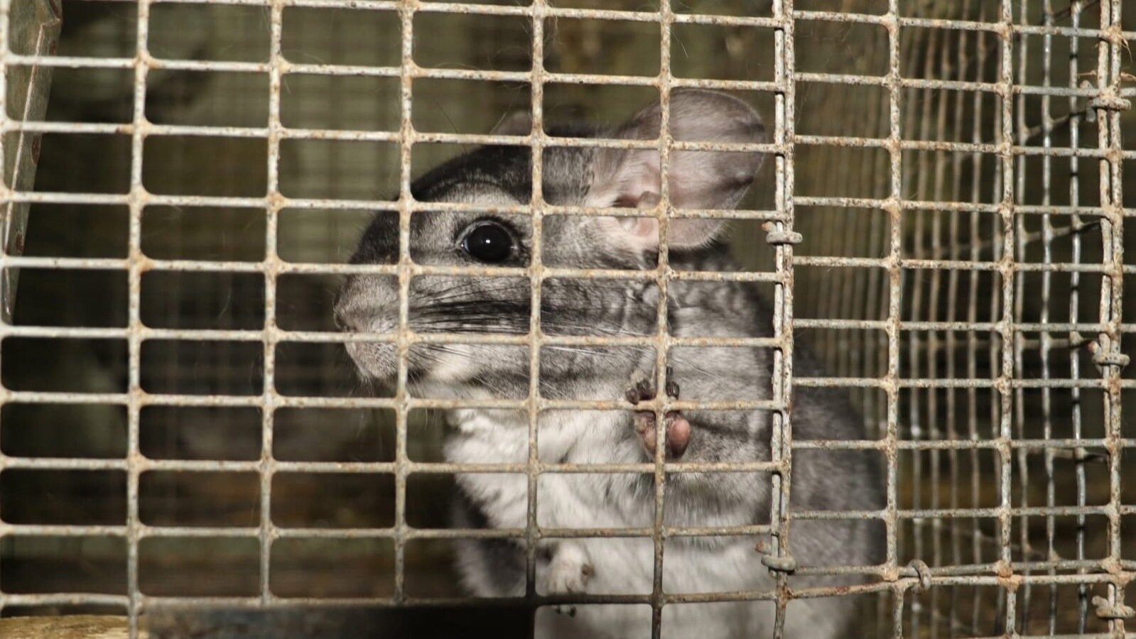 Petition · Stop Fur Farming and the Trade of Fur Products - Denmark ...