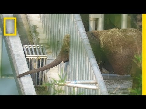 Petition · Edna Madzongwe: PLEASE END THE EXPORTING OF ELEPHANTS TO ...