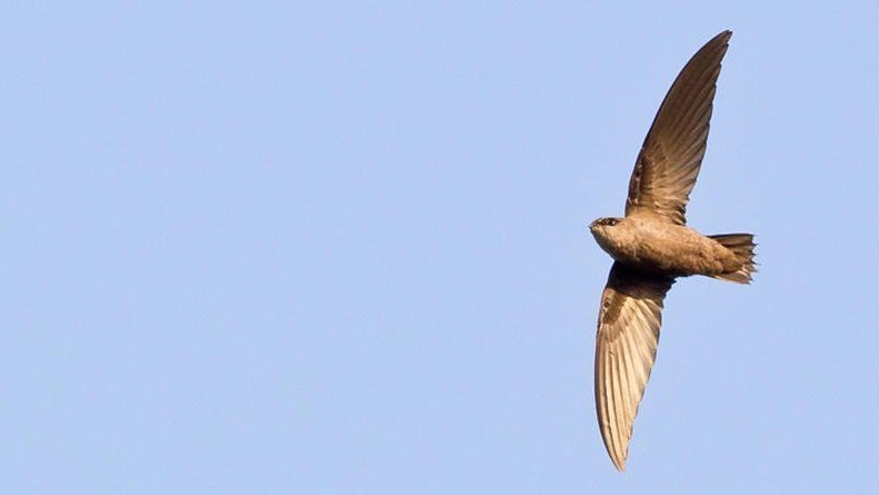 Petition · Support building a swift tower for nesting & help us save ...