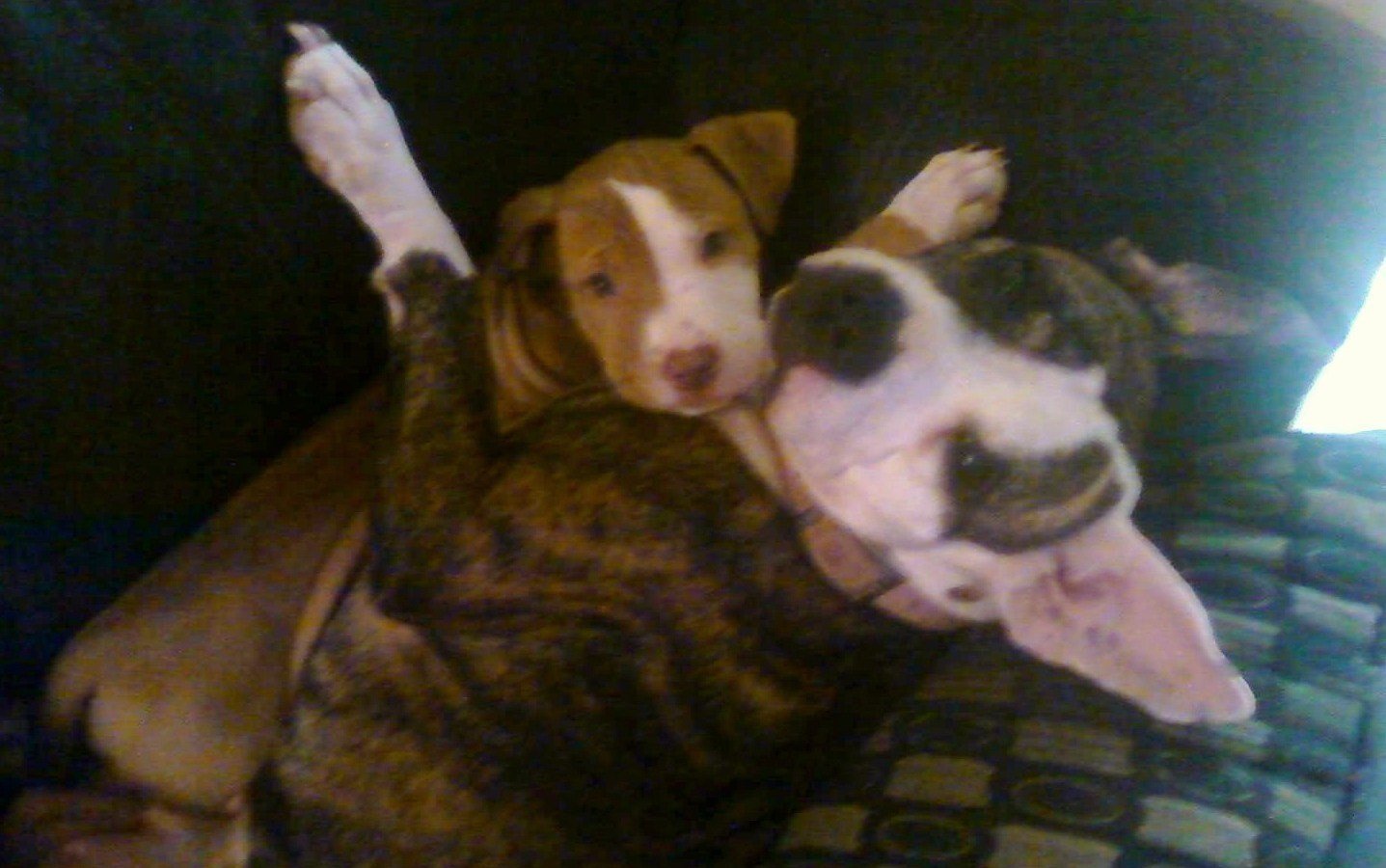 Petition · SAVE PIT BULLS IN ARKANSAS - United States · Change.org