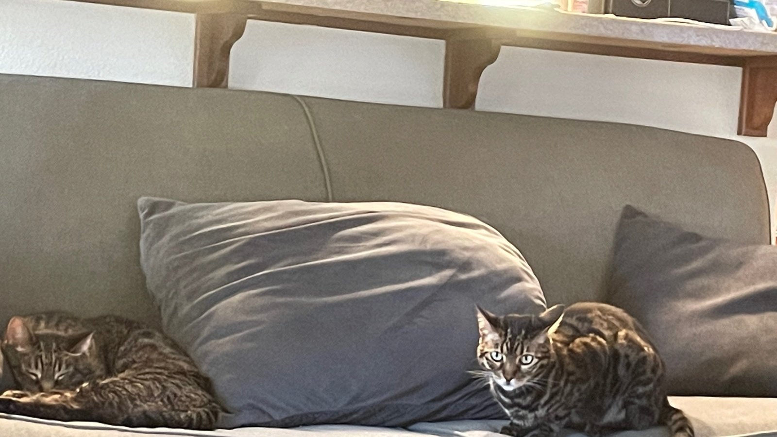 Petition · Help save our feline friends and keep the community safe ...