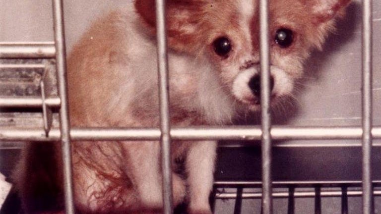 Petition · Make a stand against animal testing exploitation - Australia ...