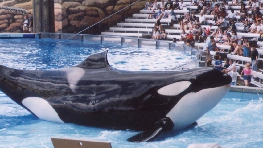 Petition · GET THE ORCAS OUT OF CAPTIVITY! - Canada · Change.org