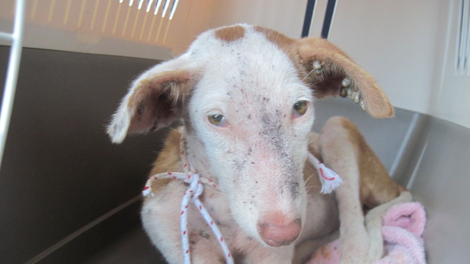 Petition · Amend the new regulation to allow Animal Charities without ...