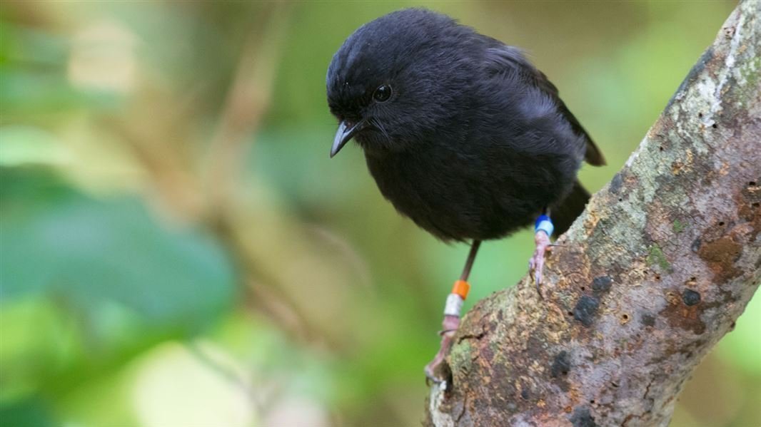 Petition · I want more people to know about the Black Robin and save it ...