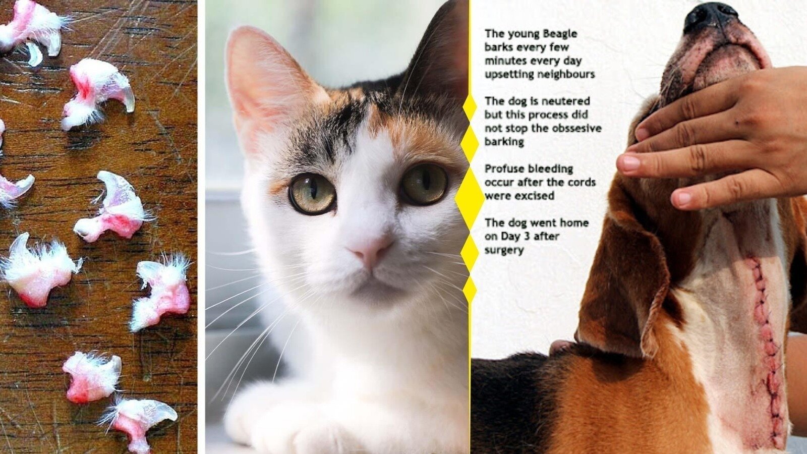 Petition · Putting a Stop to Declawing Cats and Debarking Dogs ...