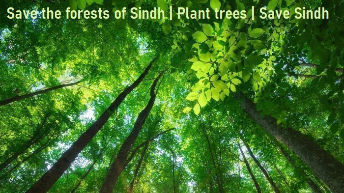Petition · Save the forests of Sindh · Change.org