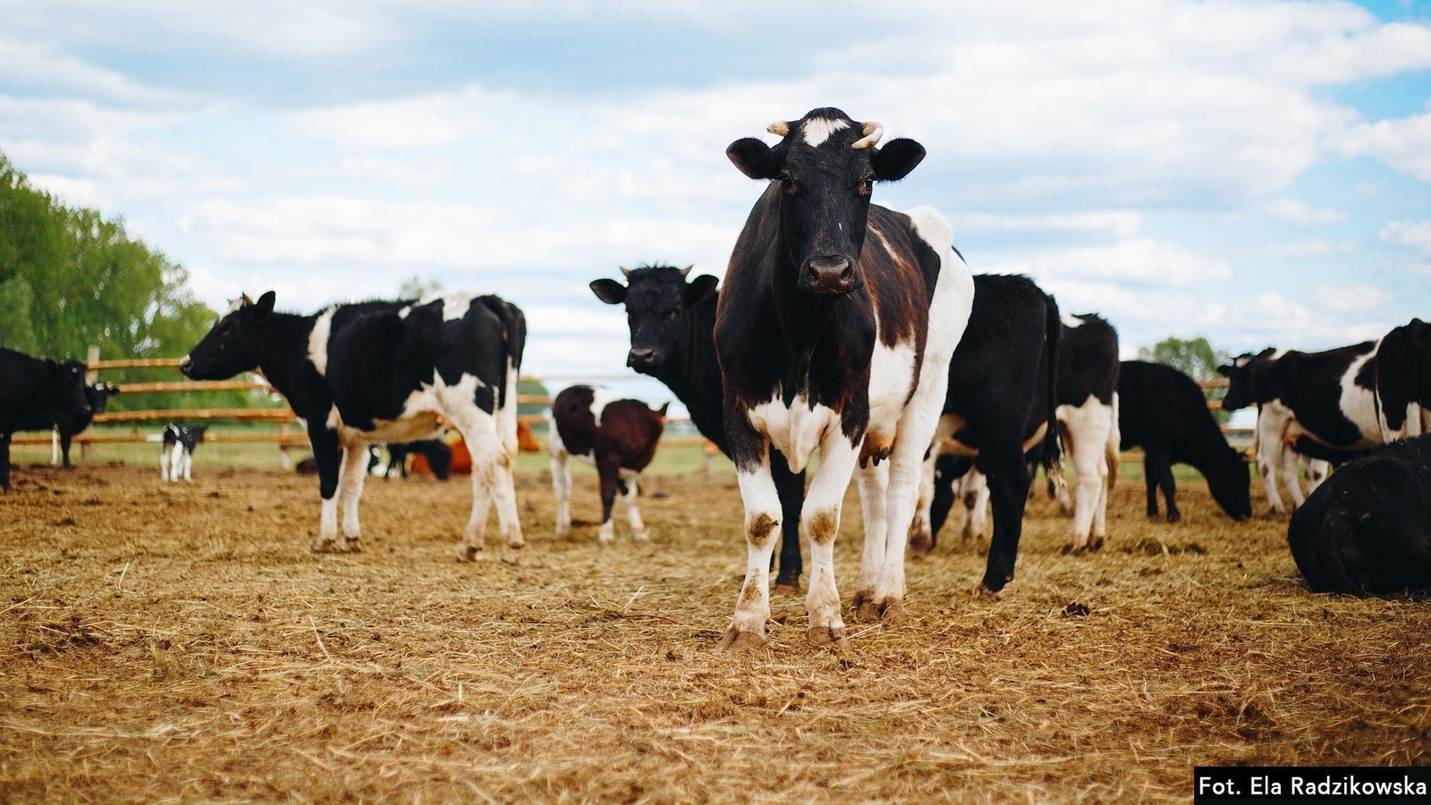 Petition · Let the Free 185 Cows of Deszczno Live and Be Adopted ...