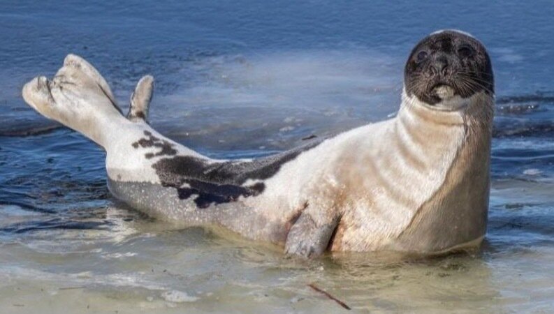 Petition · Help Spread The Awareness on Harp Seals! - United States ...